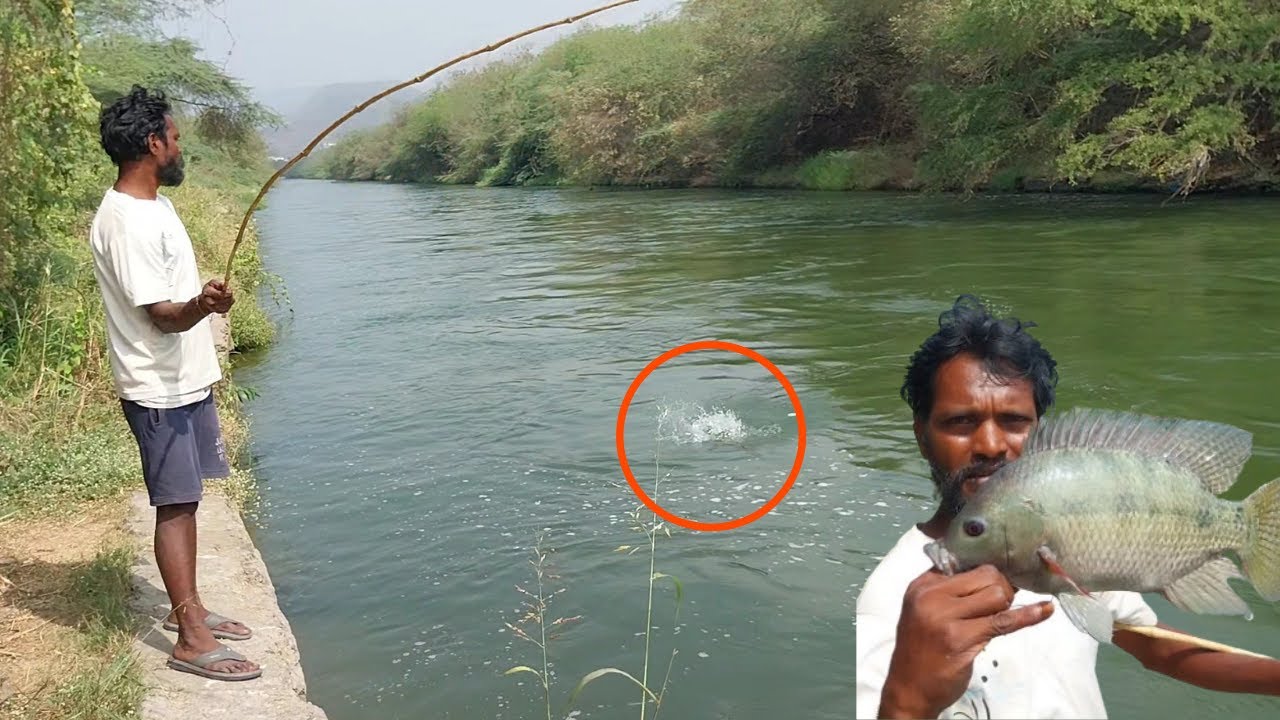 Incredible Fish Hunting l Tilapia fishing Catching l Amazing fish ...