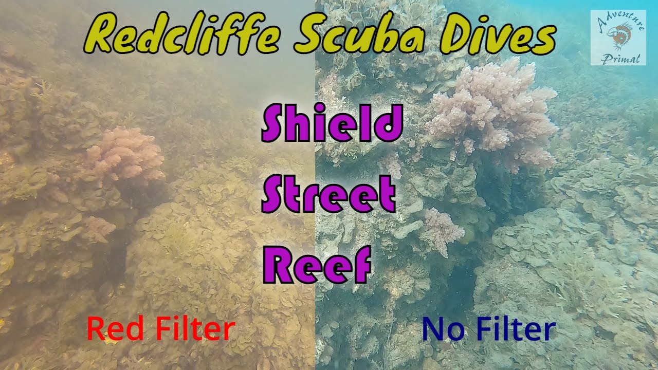 Redcliffe Scuba Dives - Shield Street Reef - YouTube