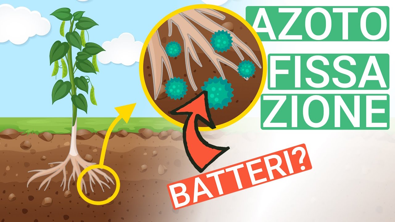 AZOTOFISSAZIONE: Come le LEGUMINOSE si creano l'AZOTO - YouTube