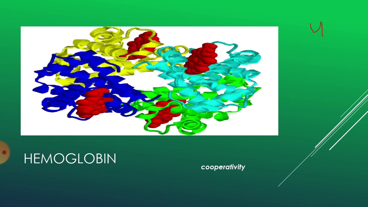 Hemoglobin and Myoglobin( part 4 in chapter 4) - YouTube