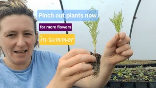 Pinch out plants now for more flowers this summer