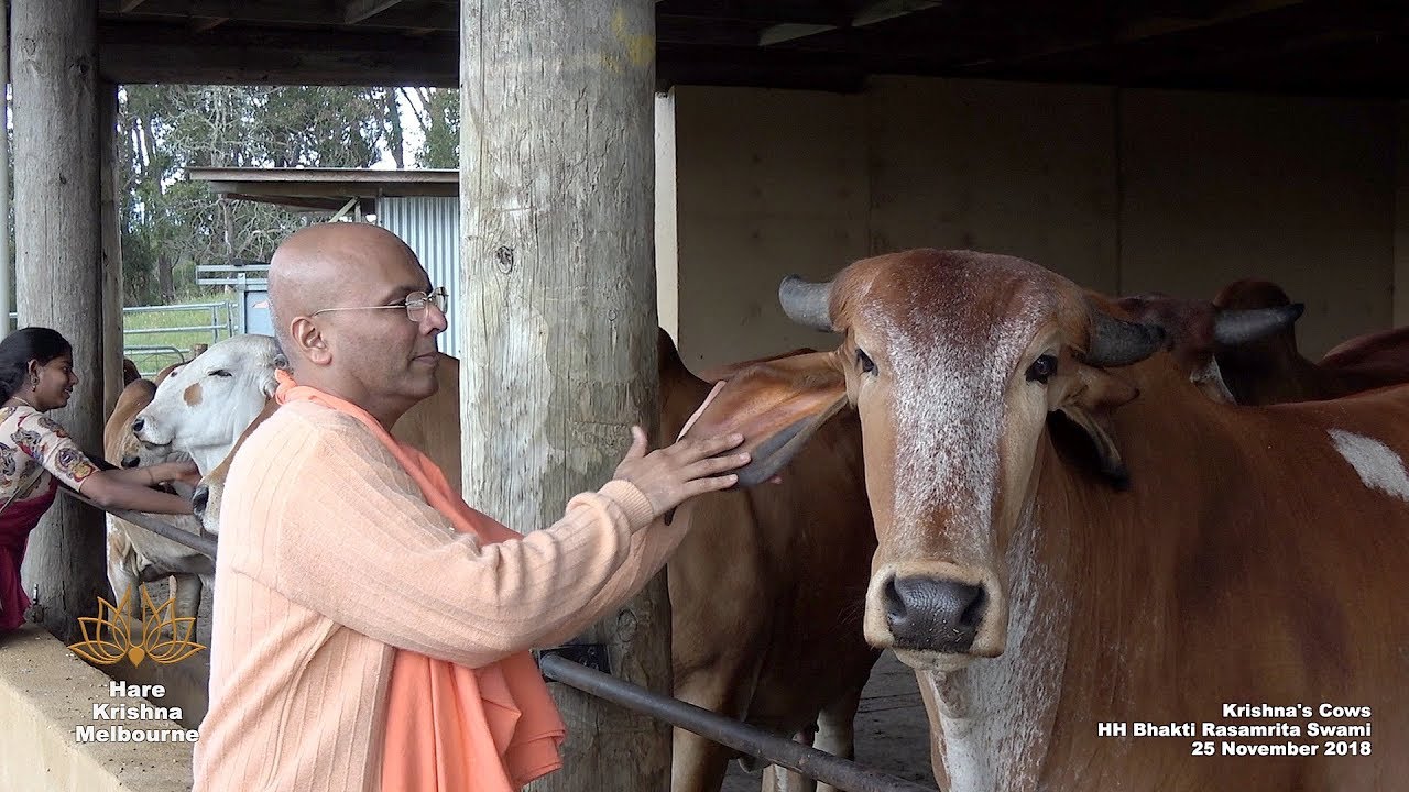 Krishna's Cows - HH Bhakti Rasamrita Swami - YouTube