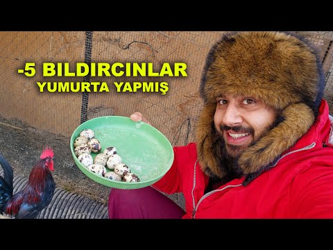 ❄️ -5 Derecede Bıldırcınlar Yumurta Yapmış! 😲 | Gece Çiftliği Kapama 🌙 | Gezen Tavuk Çiftlik İşleri