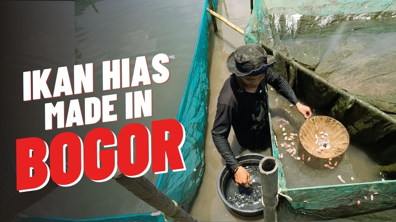 VLOG: GREBEK BUDIDAYA IKAN HIAS DI PARUNG BOGOR | SEPUTAR IKAN HIAS ...