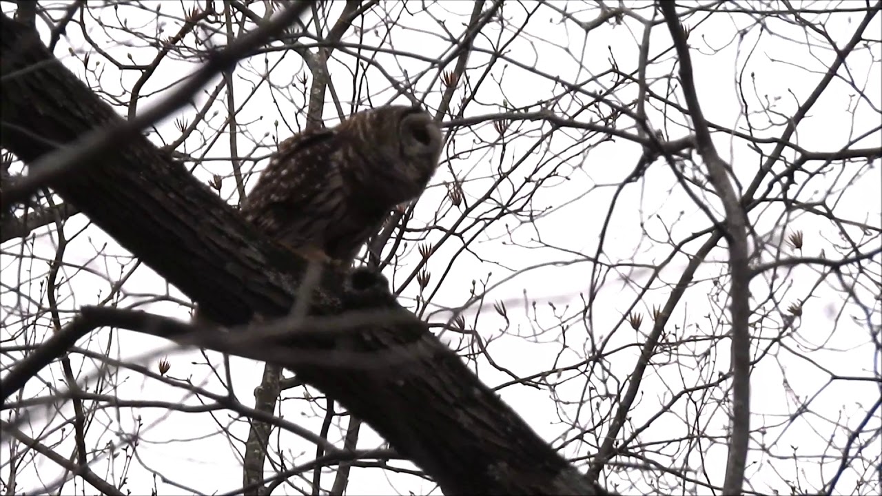 Crows Mobbing Barred Owls - YouTube