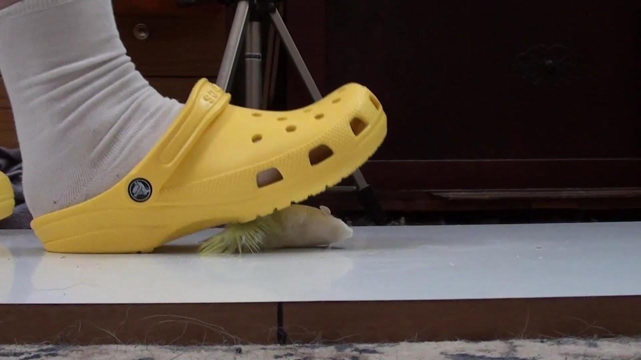 CROCS MOUSE CRUSH - YouTube