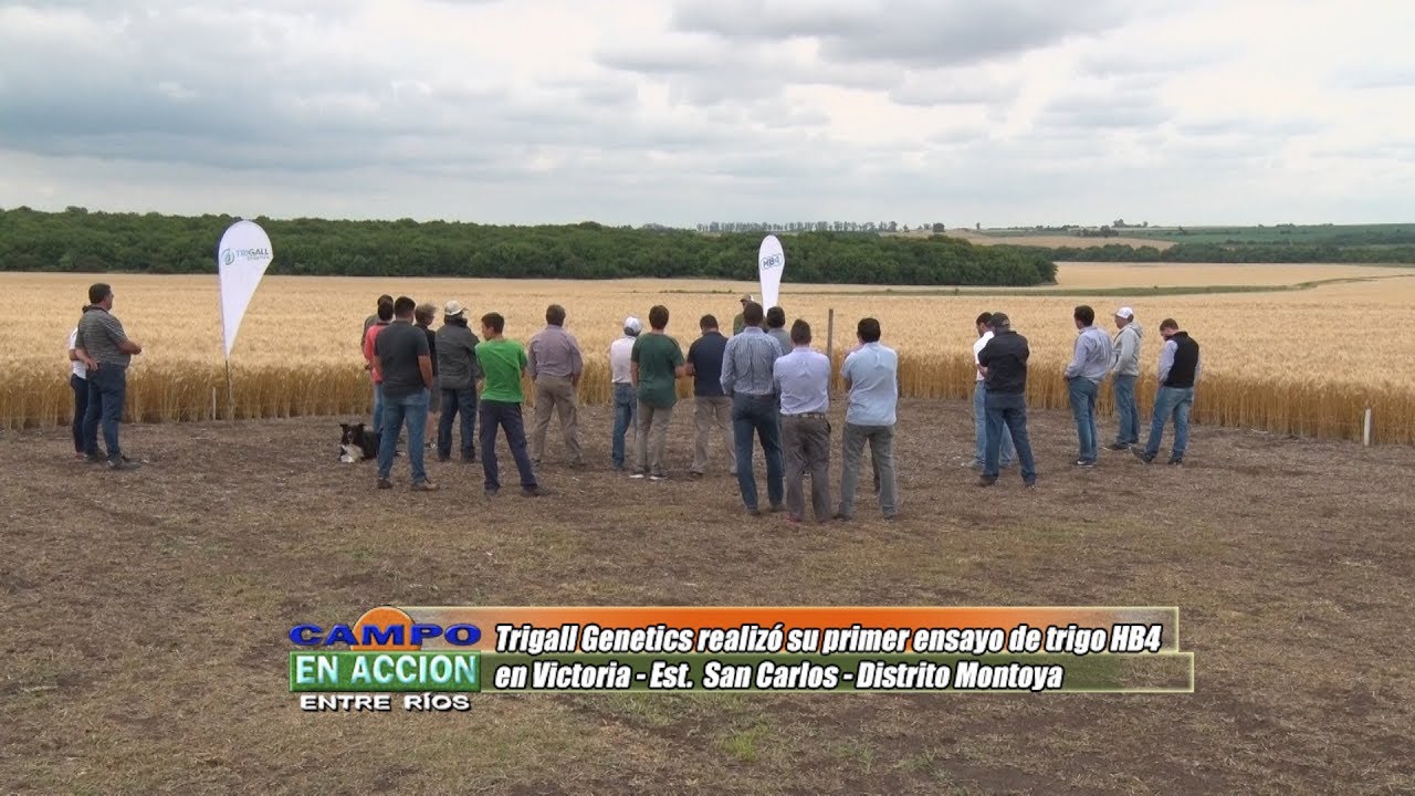 Trigos HB4 en Entre Ríos - Francisco Ayala - YouTube