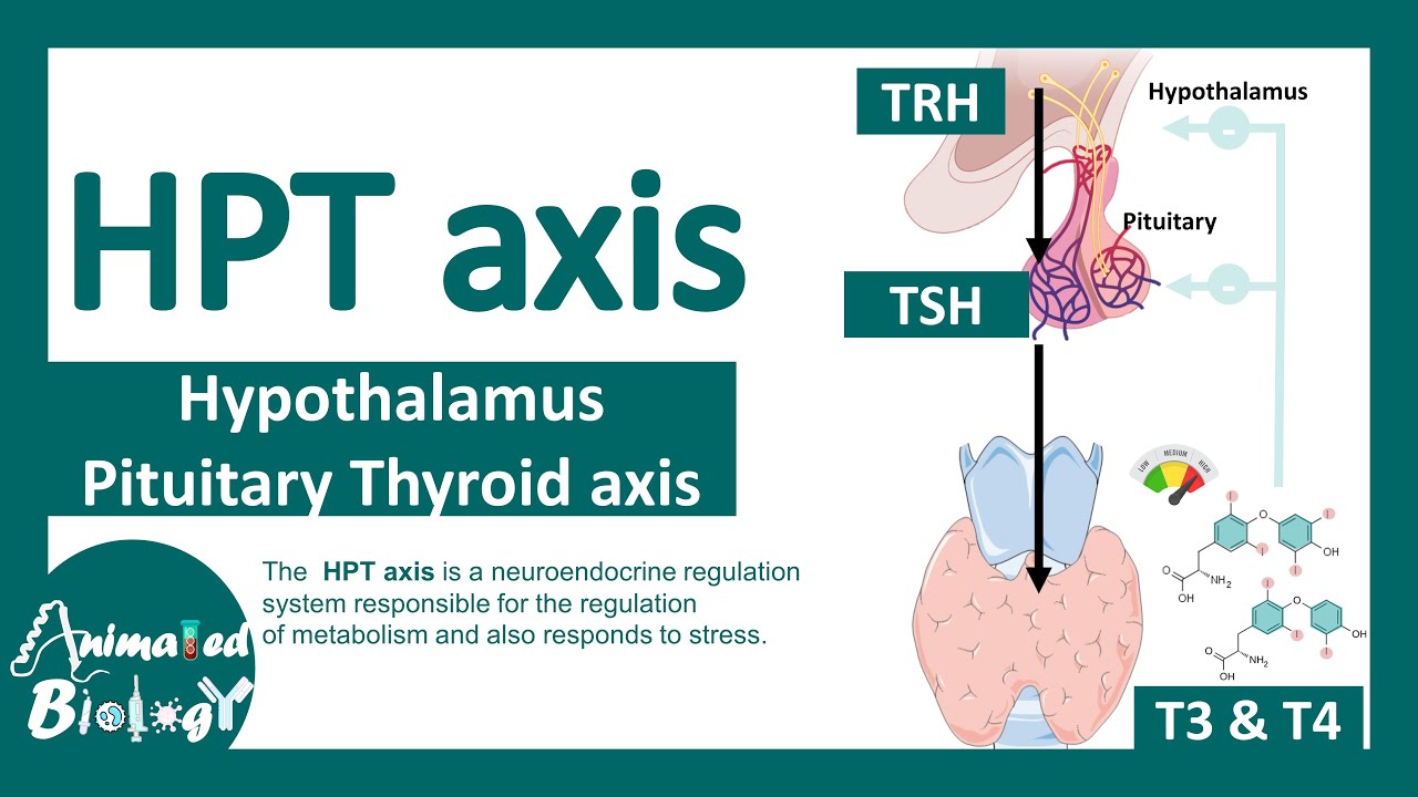 HPT Axis Hypothalamus Pituitary Thyroid Axis Regulation Of Thyroid