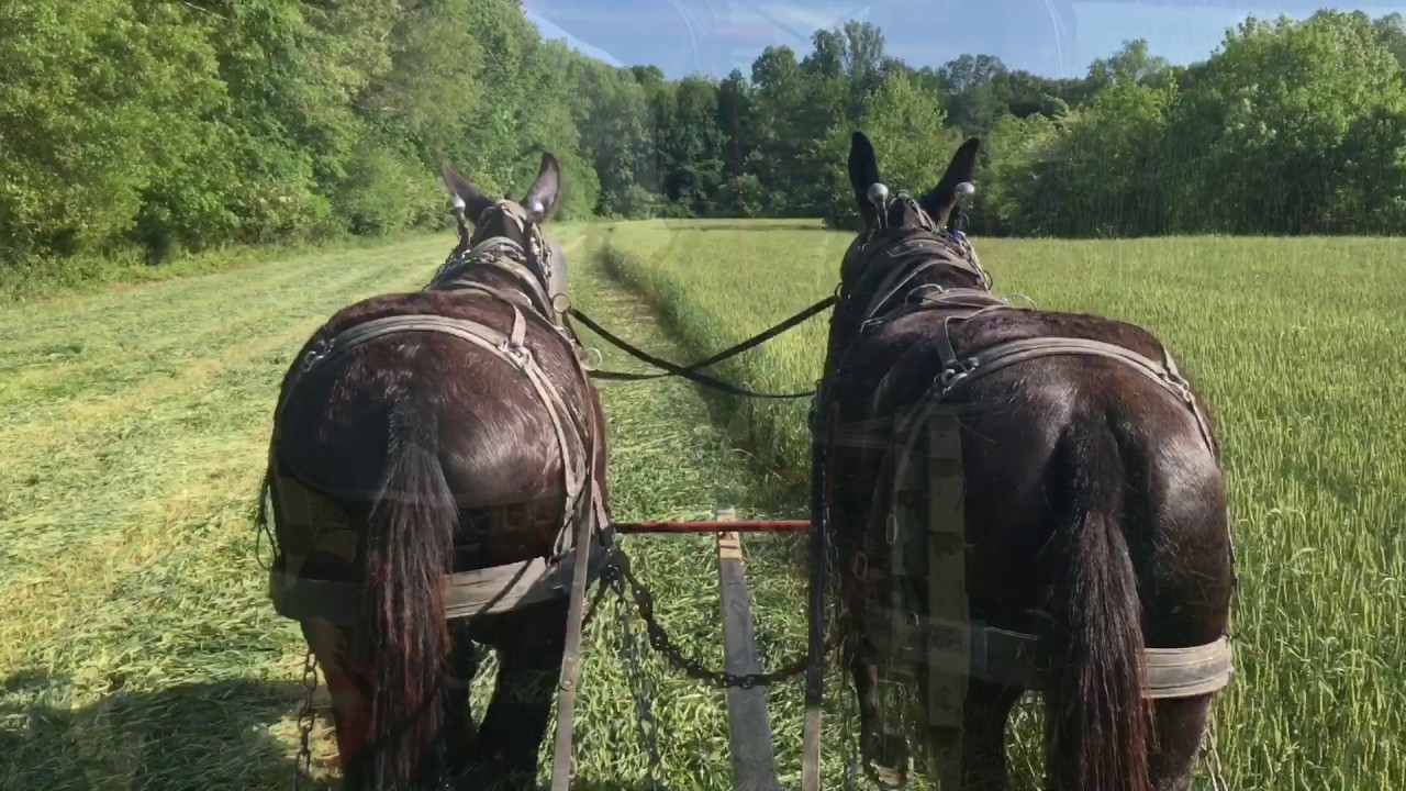 Percheron Mules Mowing Hay in Manchester Tennessee - YouTube