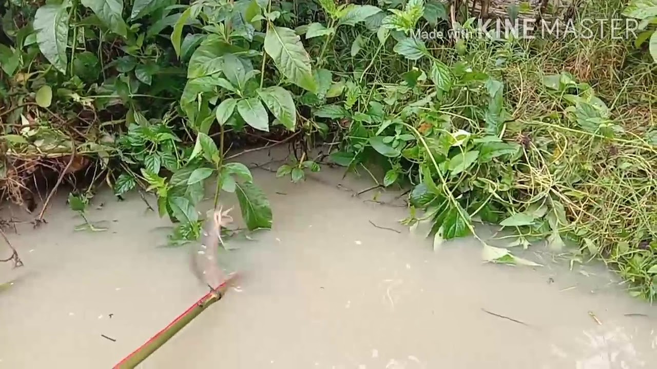 Strom ikan PAC jos kekuatan super, lele dumbo auto tepar - YouTube