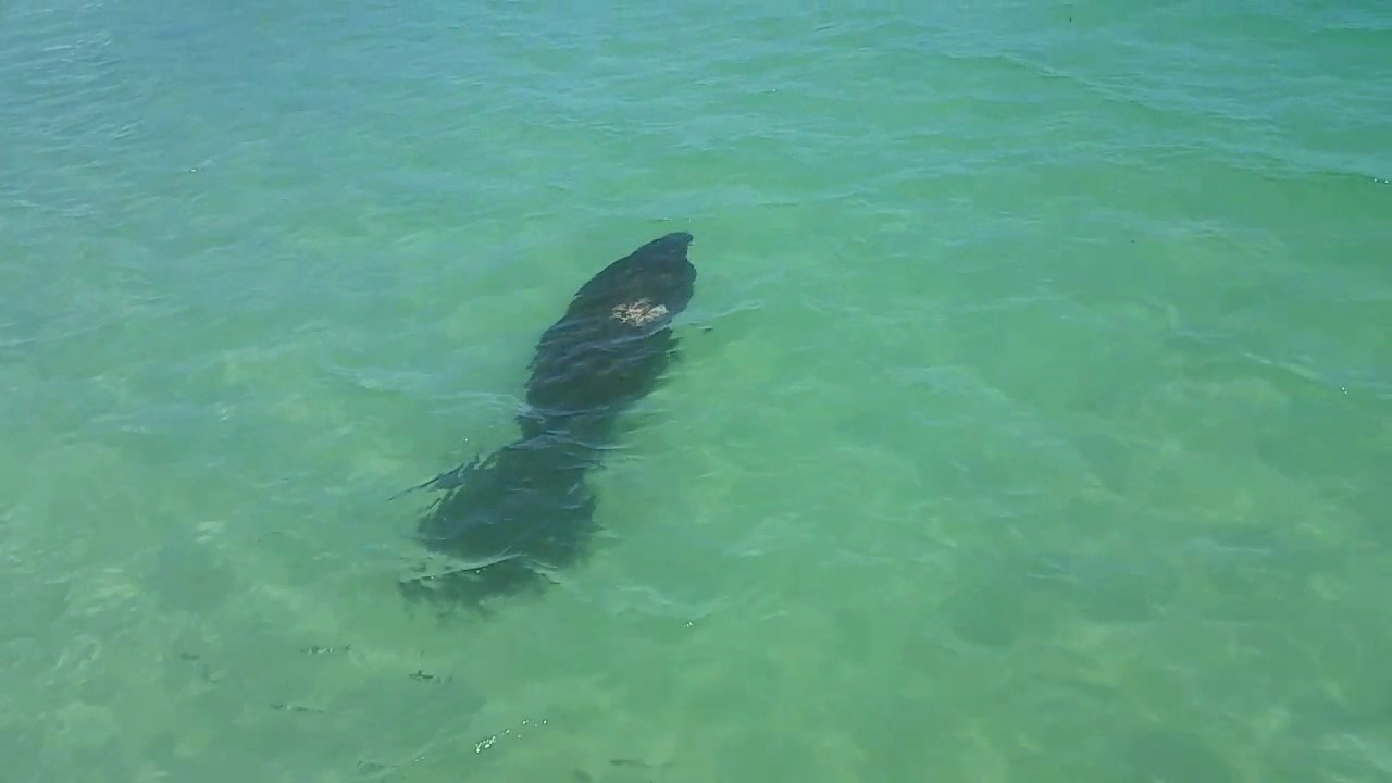 Manatee on Anna Maria island Florida - YouTube