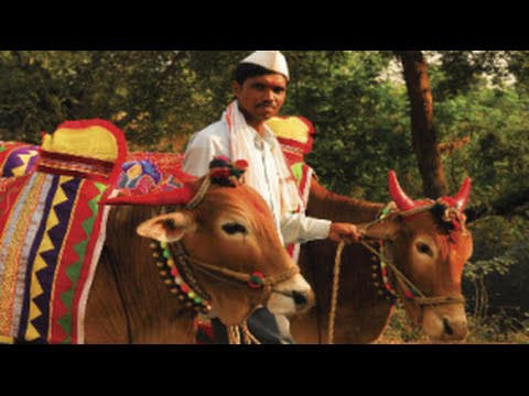 Bail Pola Festival Maharashtra | बैलपोळा महाराष्ट्र भारत - YouTube