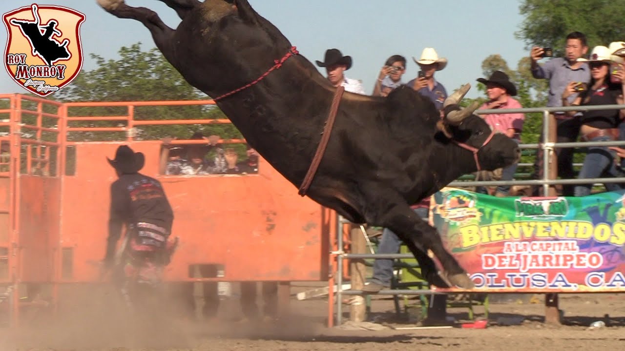 !!Impresionante Reparos de este Toro¡¡ Los Toros Tarascos En Colusa CA ...