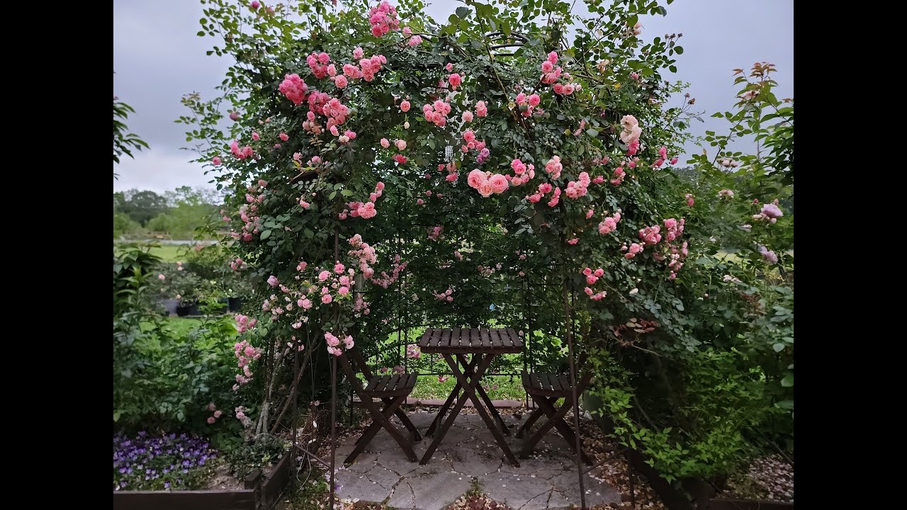 Once popular but forgotten rambling rose | Dorothy Perkins | Spring ...