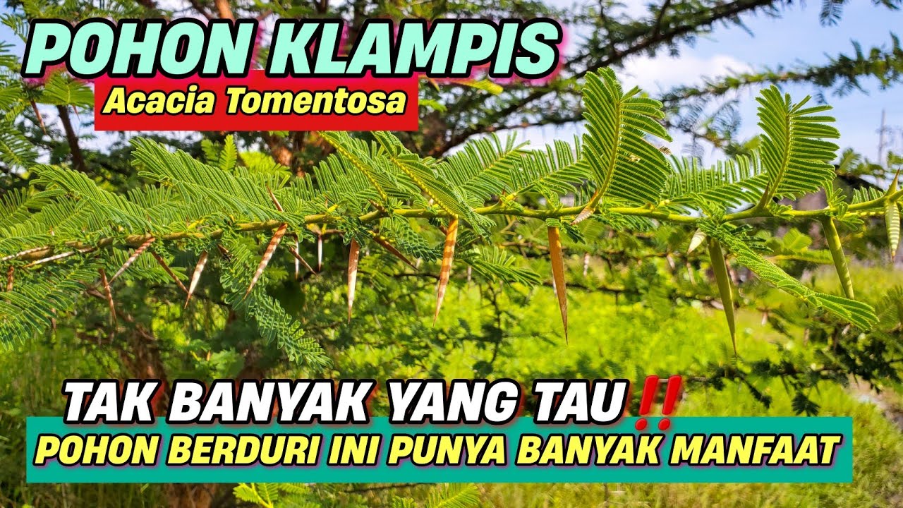 POHON KLAMPIS ‼️ POHON BERDURI INI TERNYATA PUNYA BANYAK MANFAAT ...
