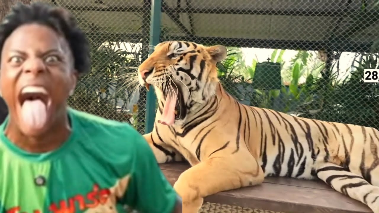IShowSpeed trolls a tiger 🐅 - YouTube