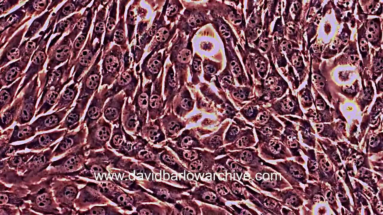 Proliferation of Cells - YouTube