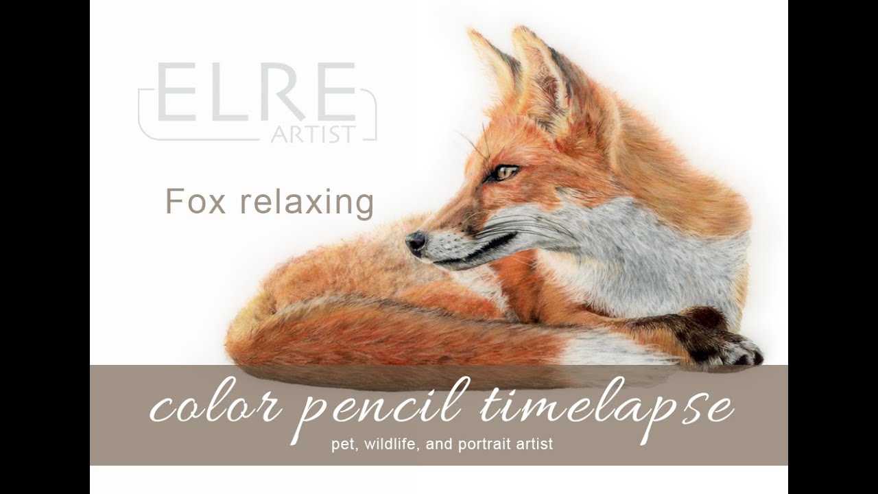 Color Pencil Fox Drawing - YouTube