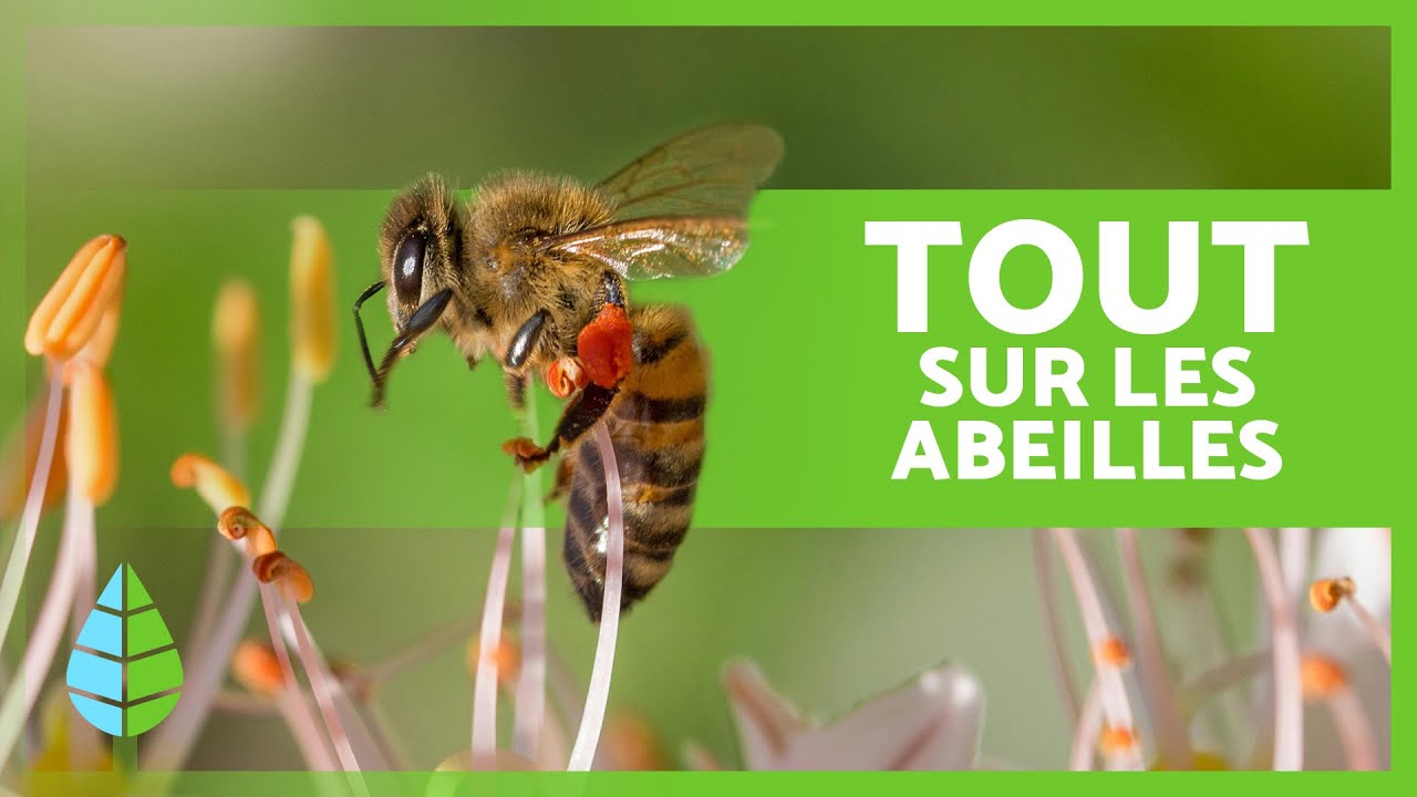 Tout sur les ABEILLES ? 🐝 | Types d'ABEILLES, Caractéristiques ...