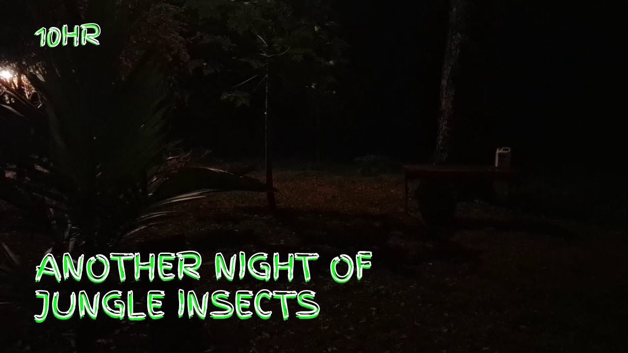 Another night of jungle insects. AMSR Jungle sounds of the night to ...