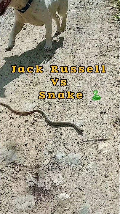 jack russell vs snake 🐍😱 #jackrussellterrier #dog #dogs #funnydogs # ...