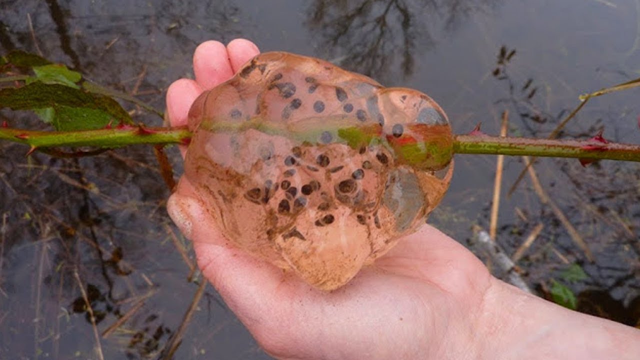 आखिर 6 रात बारिश में वो बैक्टीरिया कहां से बरसा था| Mysterious Blobs ...