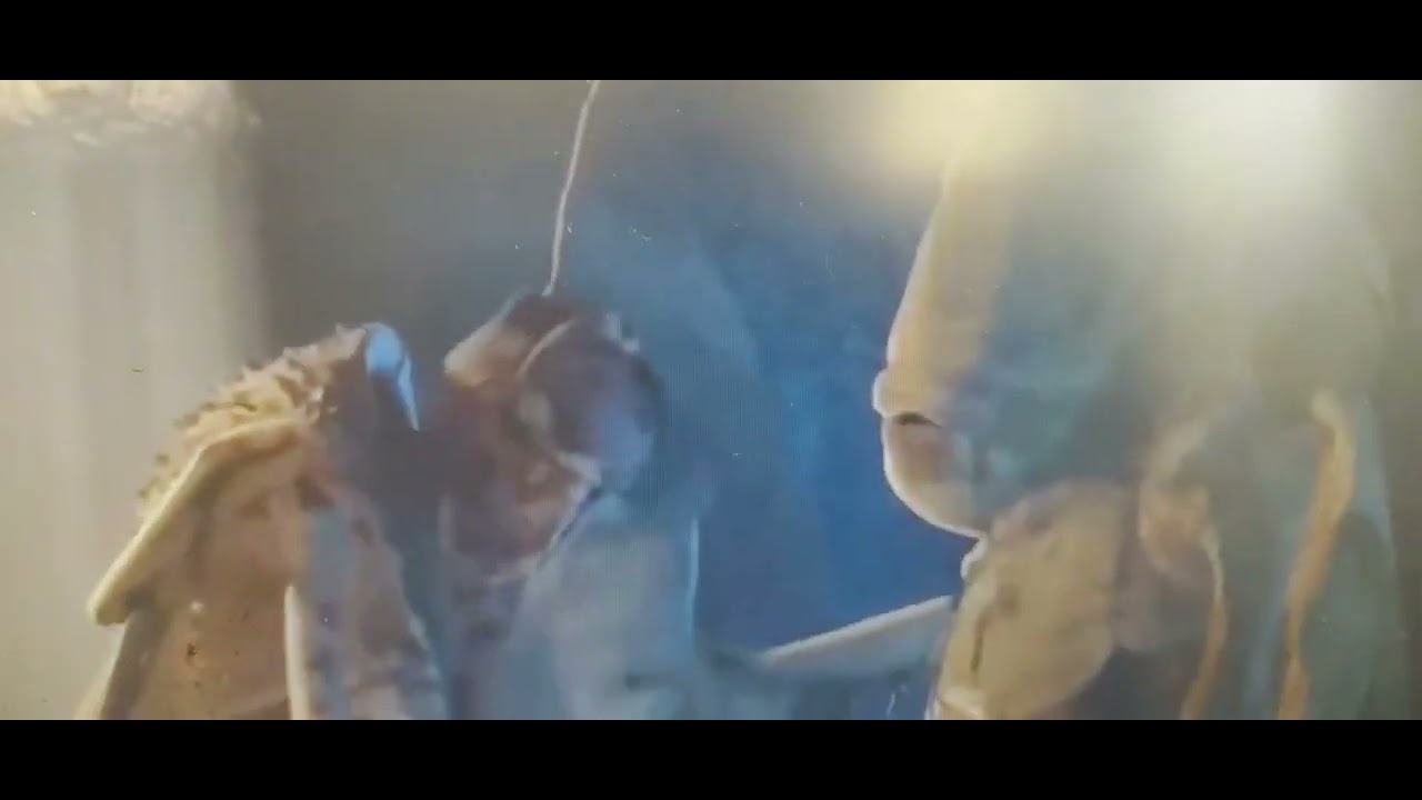 a bug life fighting - YouTube