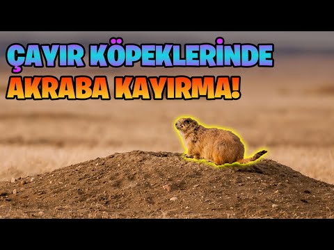 Akraba Kayırmanın Doğadaki Yeri: Akraba Seçilimi ve Hamilton Kuralı