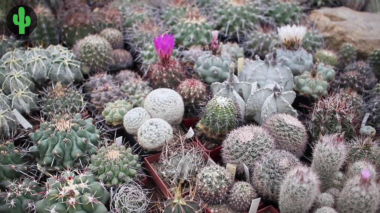 Rudolf Slaba - Talín - YouTube