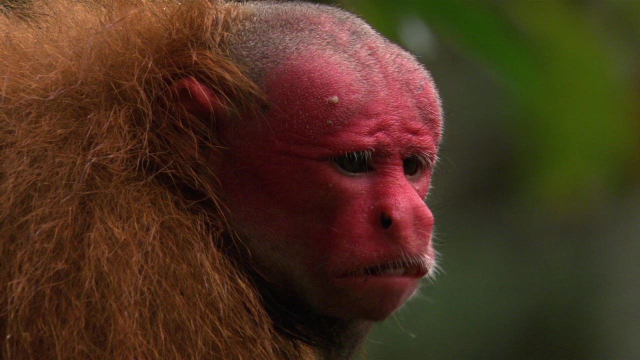 Monkey Mayhem - YouTube