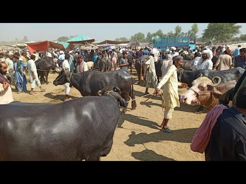 buffalo mandi punjab-cow mandi price today - YouTube