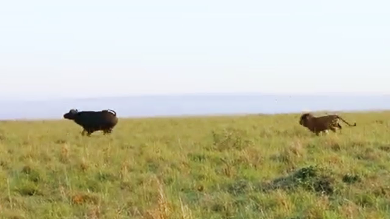 Lions Attempt to Hunt Buffalo | Lormasi Male Lion & Mama Earless ...