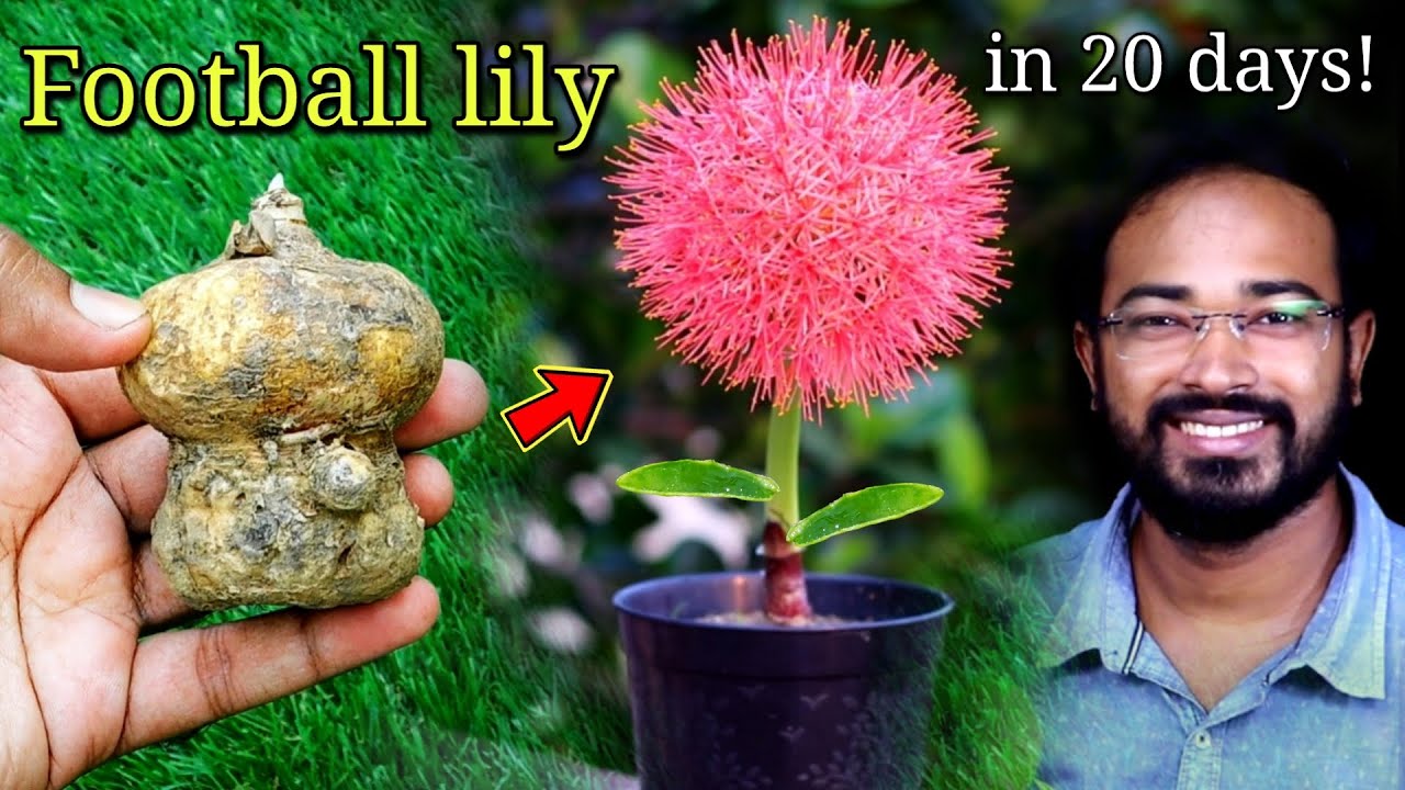 How to grow football lily from bulb at home in pot | फुटबॉल लिली कैसे ...