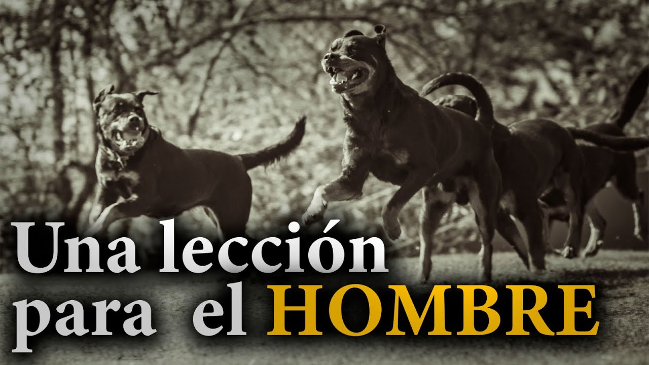 Una lección para el Hombre, de un animal... - YouTube