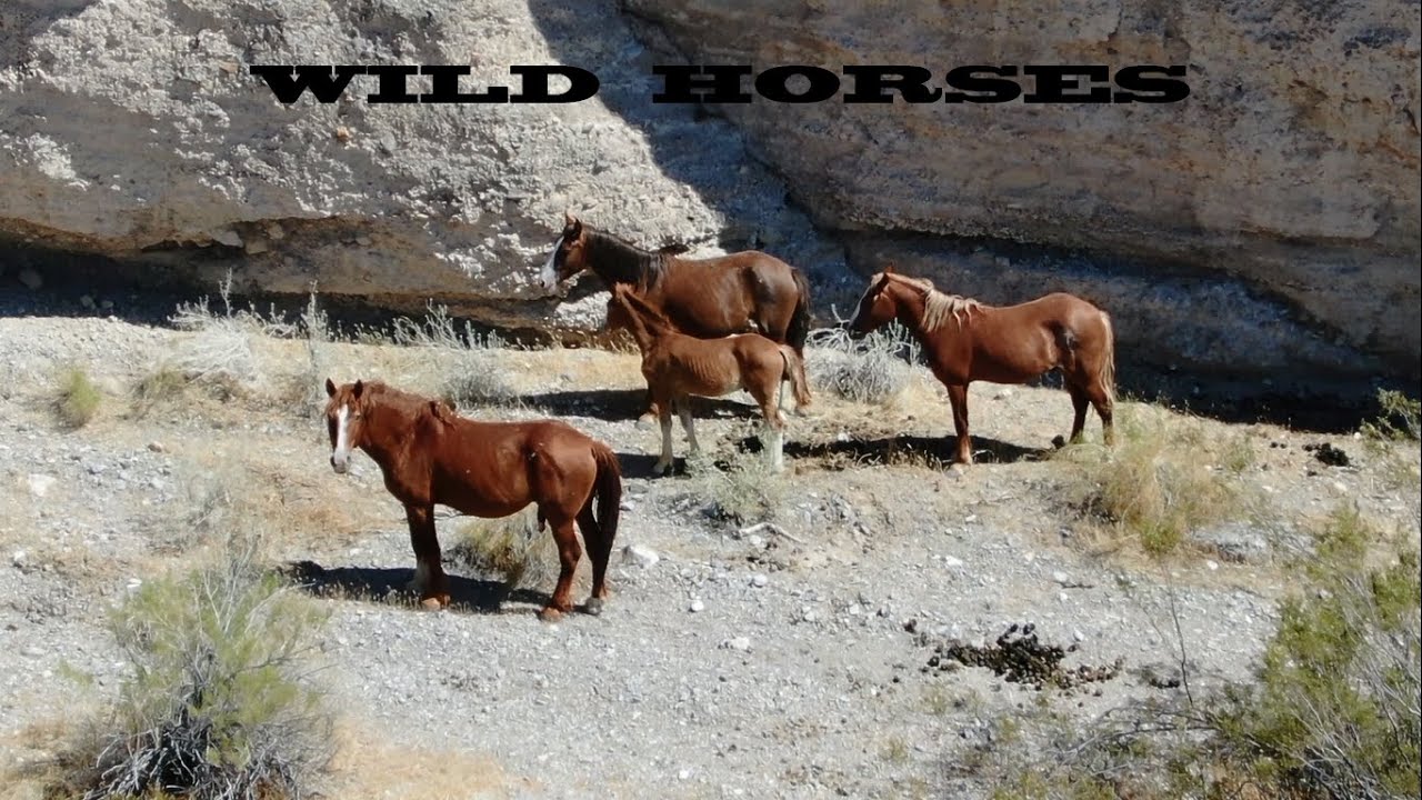Wheeler Pass - Wild Horses ! - YouTube