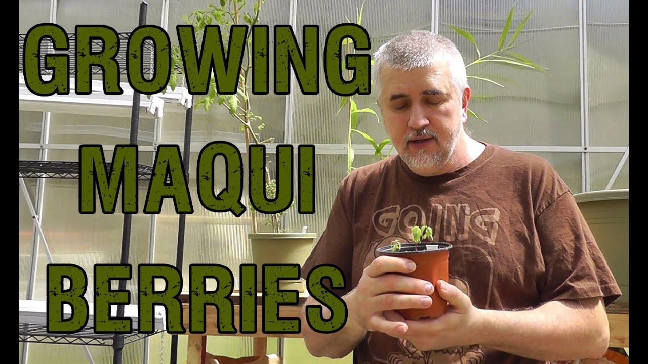 Growing Maqui Berries - YouTube