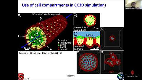 Training Workshop in Virtual -Tissue Multiscale Multicellular Modeling using CompuCell3D 2024 ...