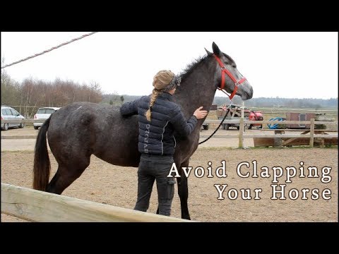 AVOID CLAPPING YOUR HORSE - DISCUSSION ON REWARDING - YouTube