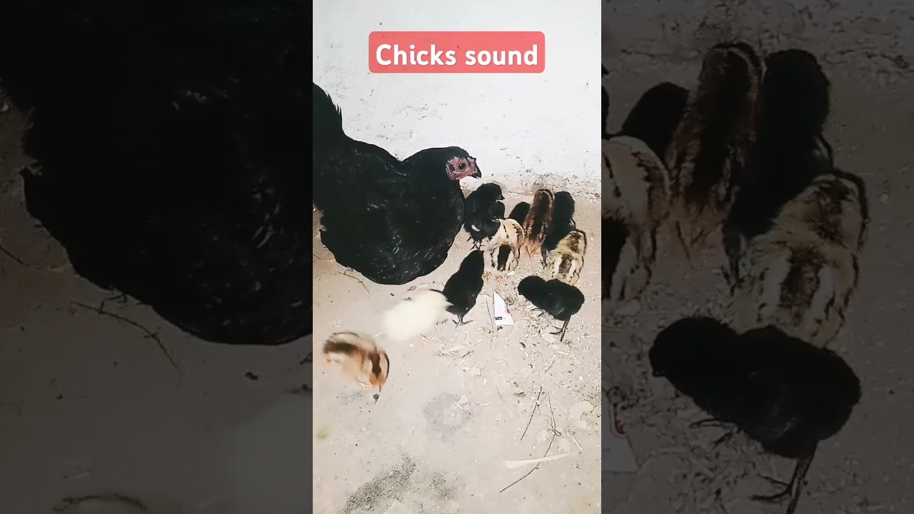 Chicks sound and chicken sound#pets#petlover#hen - YouTube