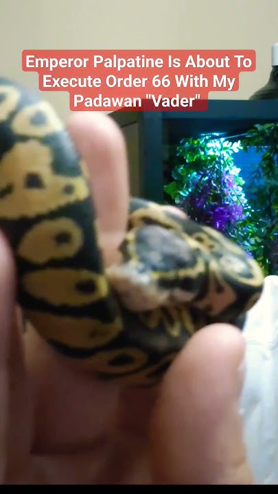 Ball Python "Vader" Is Looking Like He's About To Obey Emperor Palpatine's "Execute Order 66 ...