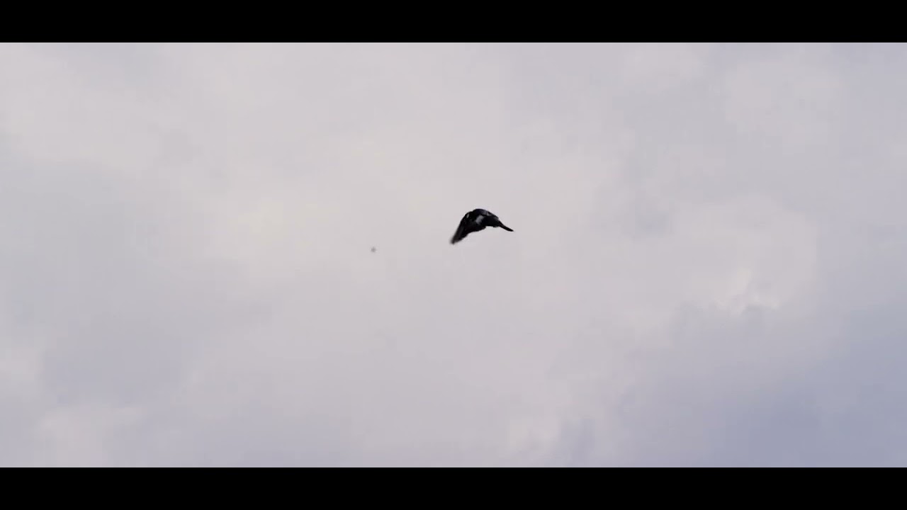 Bird flying in the air against a cloudy sky | Free Stock Video Footage ...
