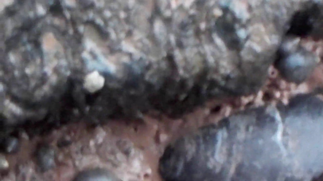 lyginopteris plant fossil seedfern Dec 25 2019 - YouTube