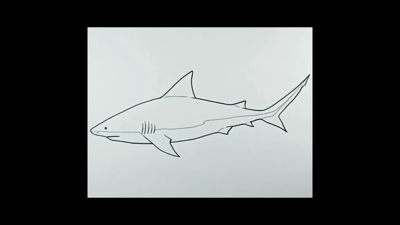 How to draw Bull Shark #shorts - YouTube