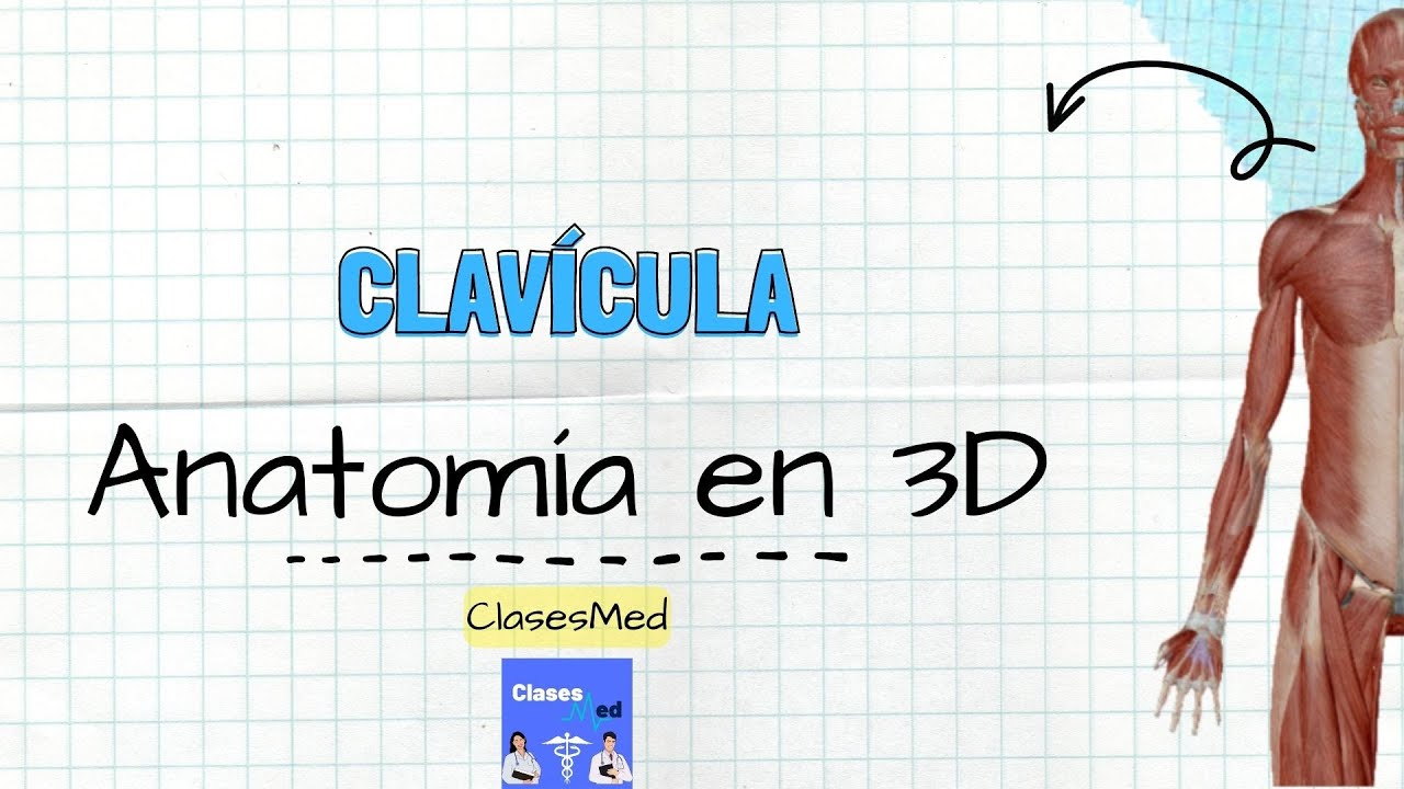Huesos del Hombro: Clavícula - Anatomía Humana - ClasesMed - YouTube