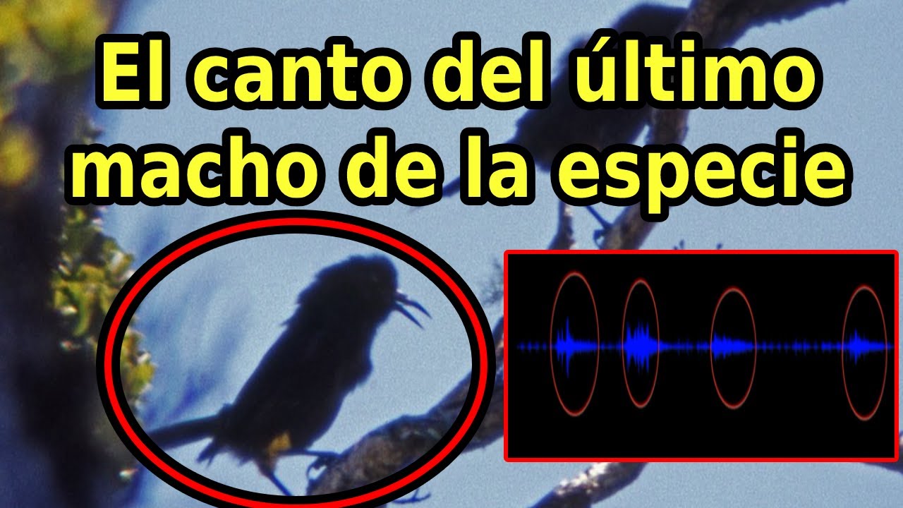 Escucha el Canto de un Ave Extinta (el último macho Kauaʻi ʻōʻō) - YouTube