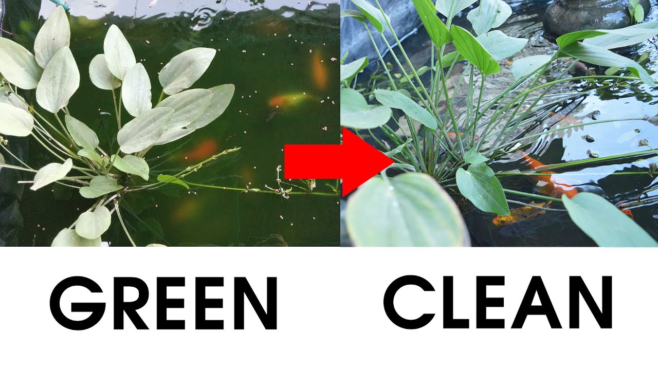 How to Clean a Green Pond - YouTube