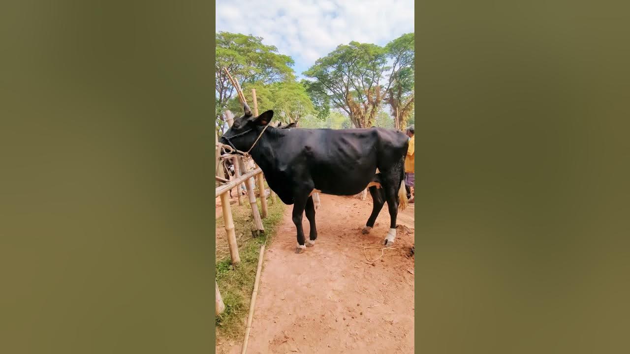 গাই গরু ১ লক্ষ ৫৫ হাজার টাকা - YouTube