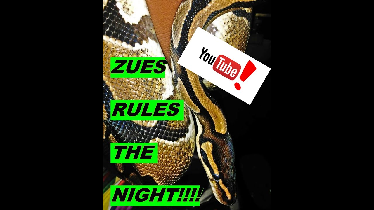 Zeus the Ball Python Rules the Night! - YouTube