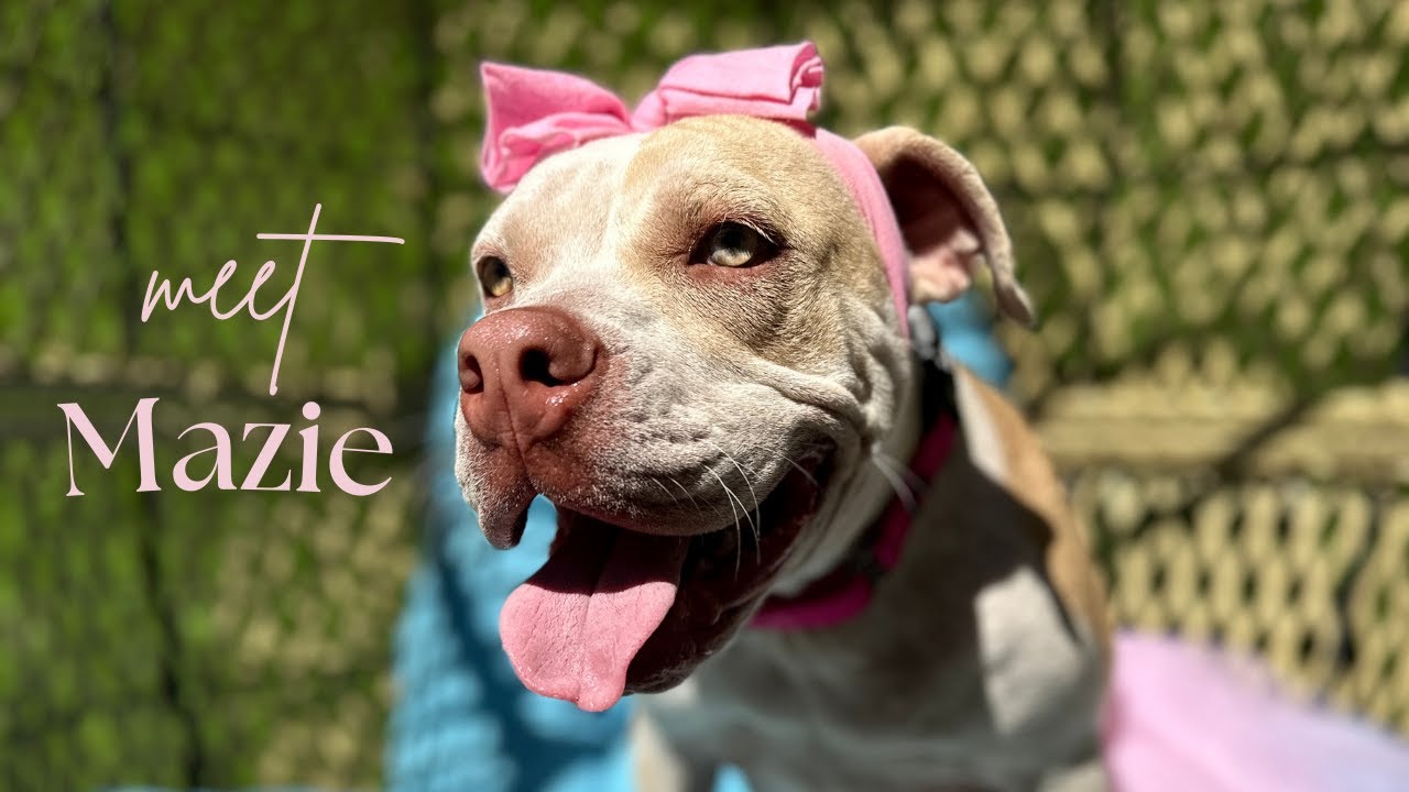Mazie! This amazing, adoptable loving, friendly cutie is waiting for ...