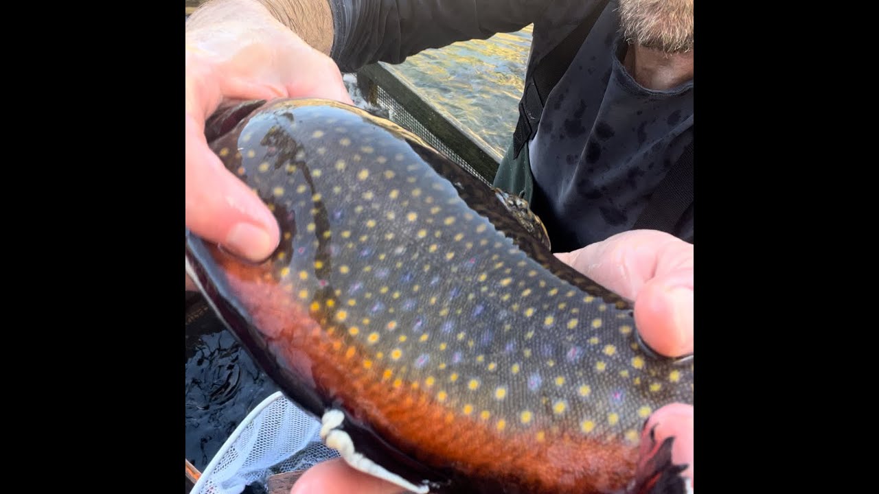 Harvesting Brook Trout Eggs for Gourmet Roe | The Catch with Jardar ...